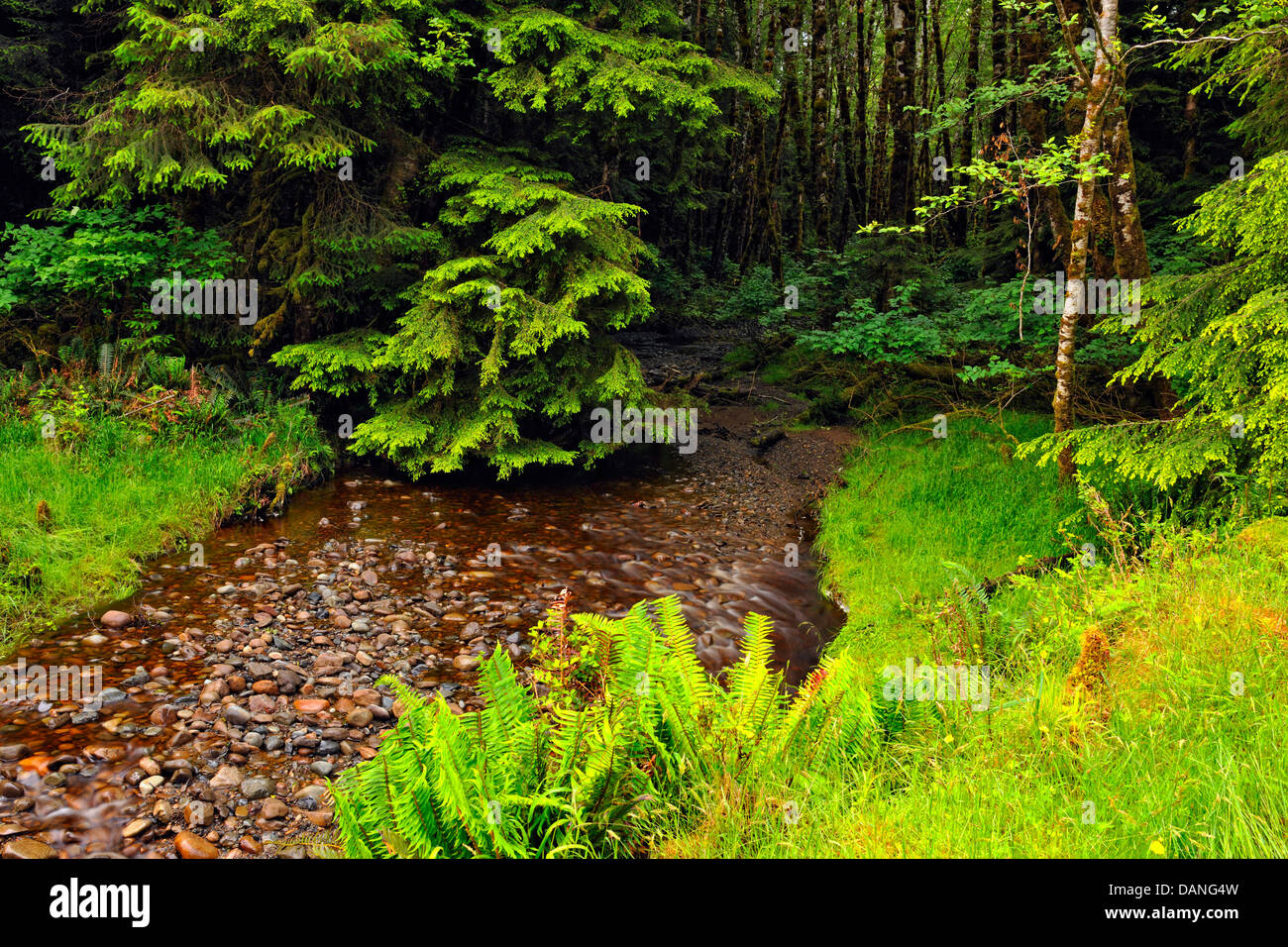 Piper Creek Haida Gwaii Queen Charlotte Islands- Sandspit British ...