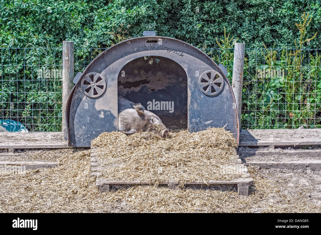 Pig in sty hi-res stock photography and images - Alamy