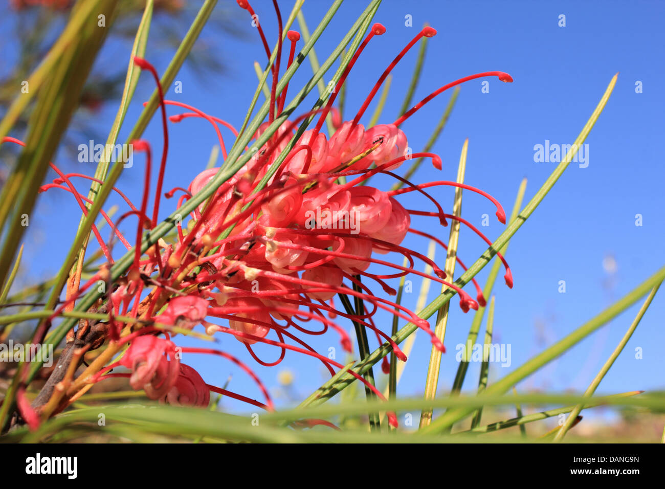 Exotic flowers on the Mediterranean island of Corsica Stock Photo - Alamy