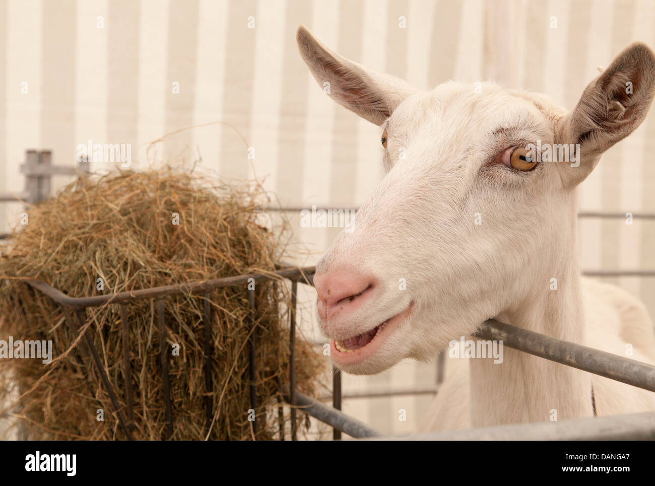 A goat at an agricultural show in the U.K Stock Photo - Alamy