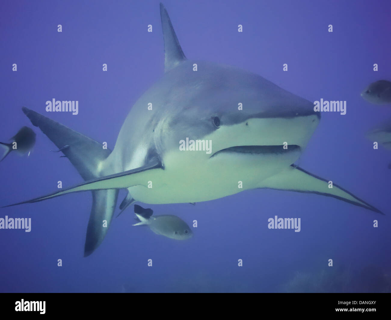 Large Back Tip Reef Shark Stock Photo - Alamy