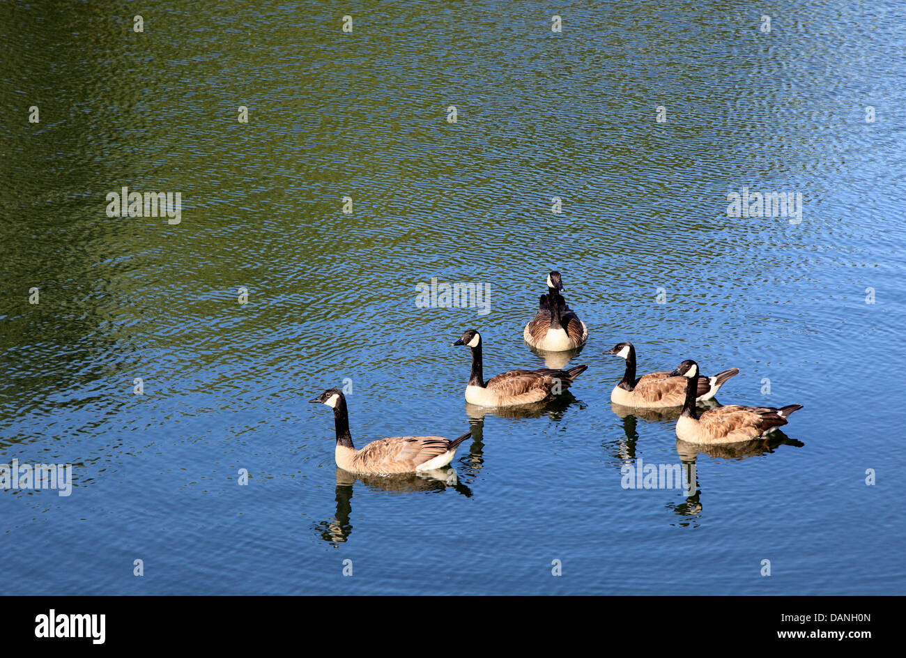 Canada, Ontario, Toronto, Canada geese Stock Photo - Alamy