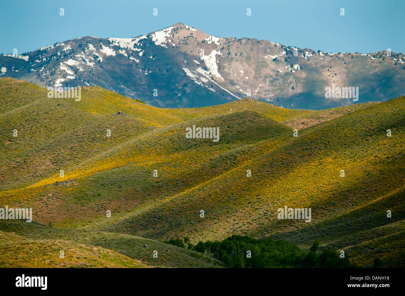 Scenic view of the Smokey Mountains and yellow flowered rolling hills ...