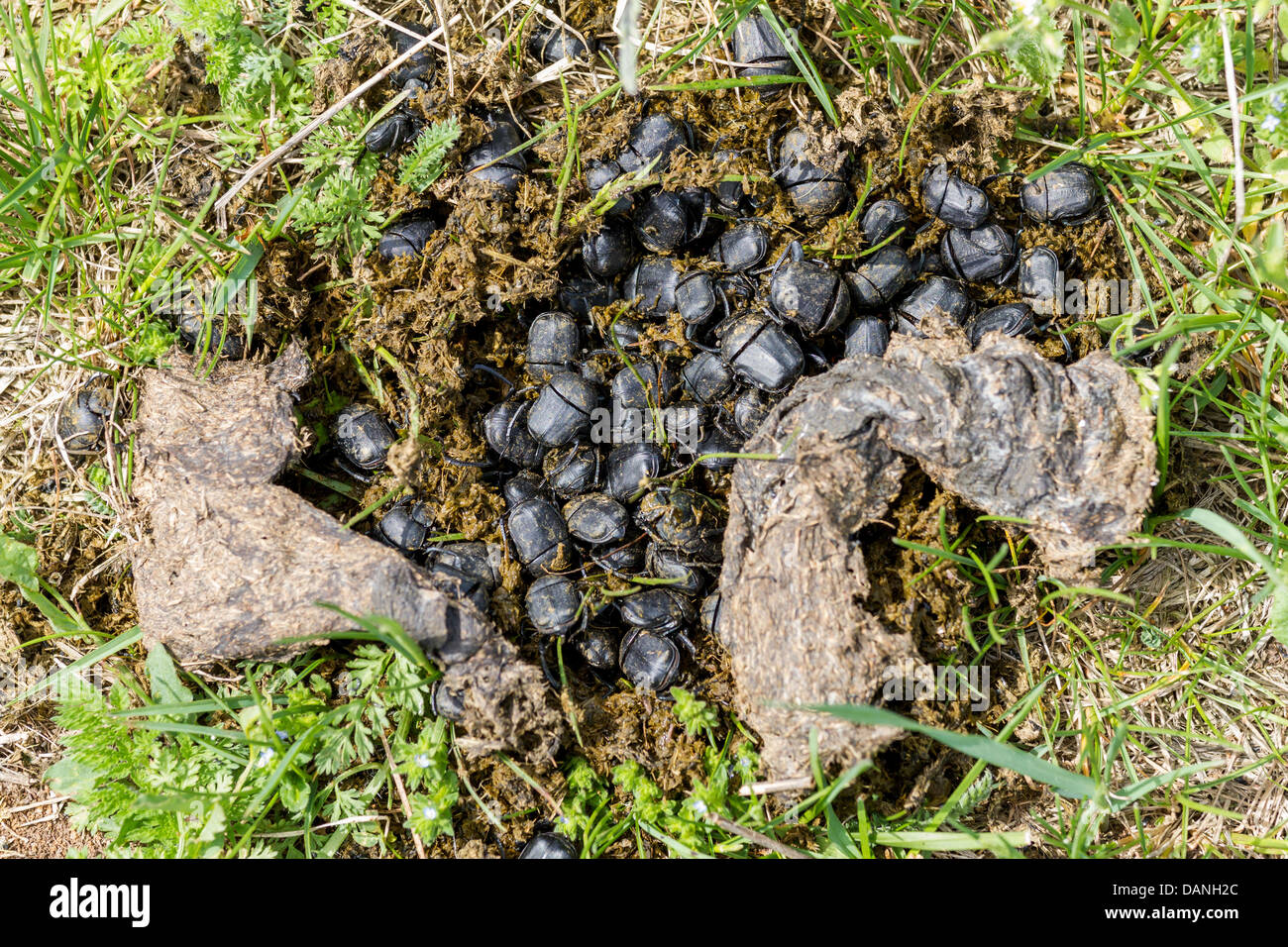 Earth-boring dung beetle insect Stock Photo - Alamy