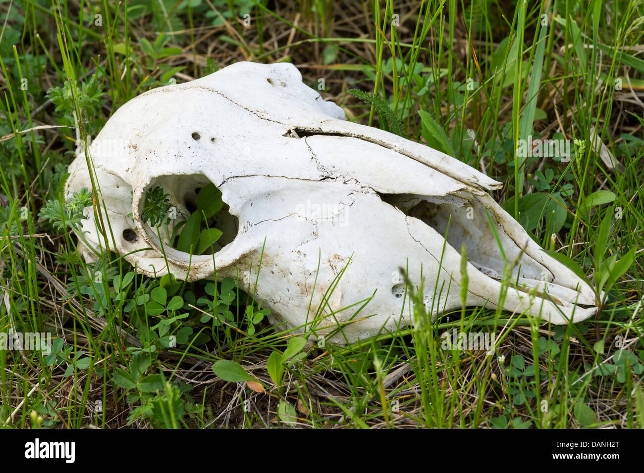 Dead roe buck hi-res stock photography and images - Alamy