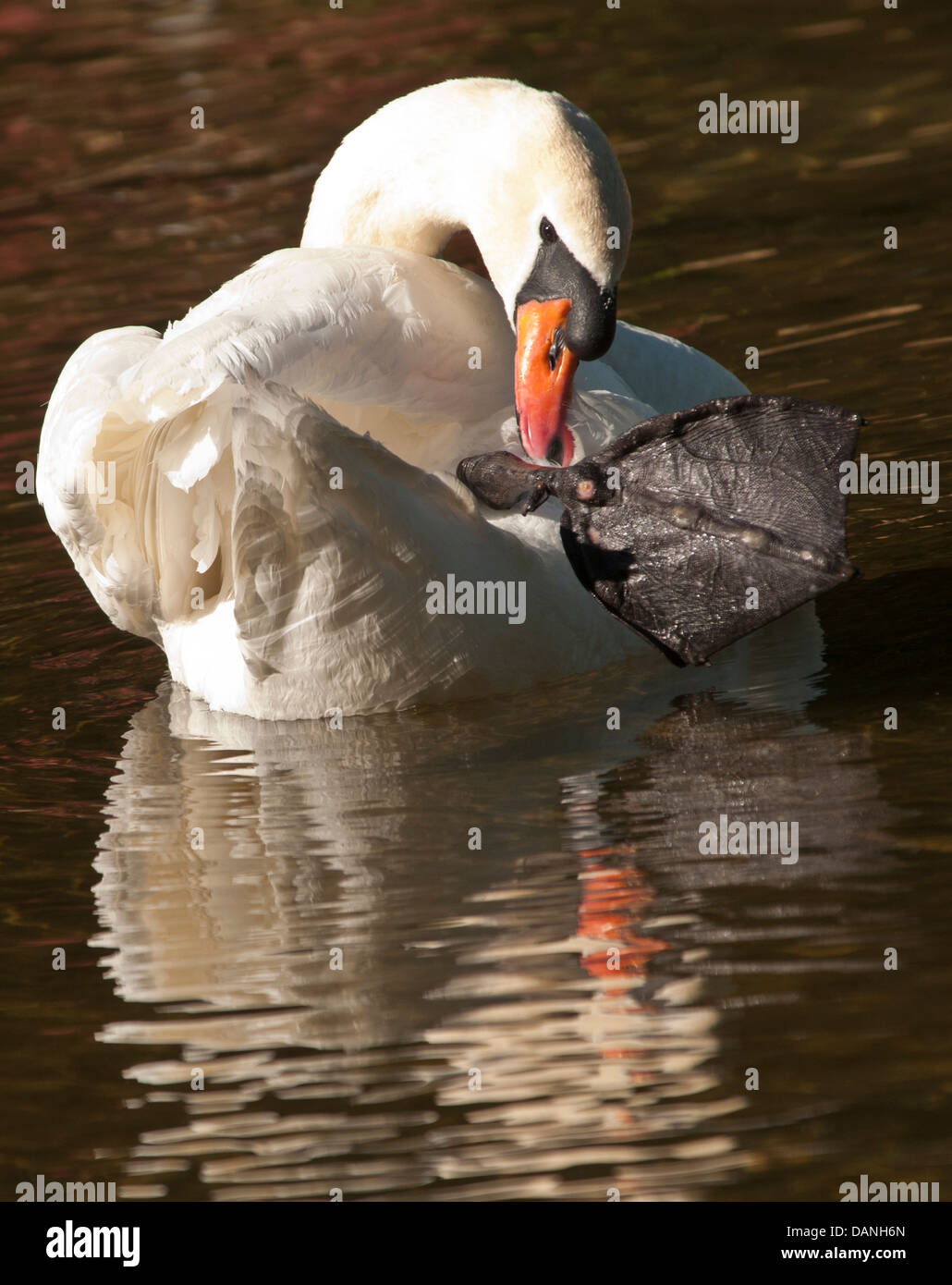 Swan foot hi-res stock photography and images - Alamy