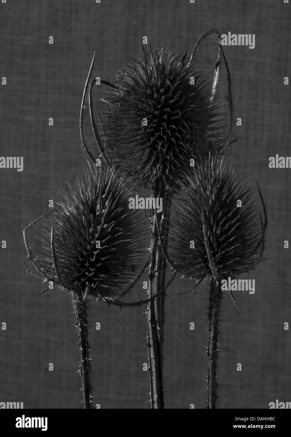 Hessian background hi-res stock photography and images - Alamy