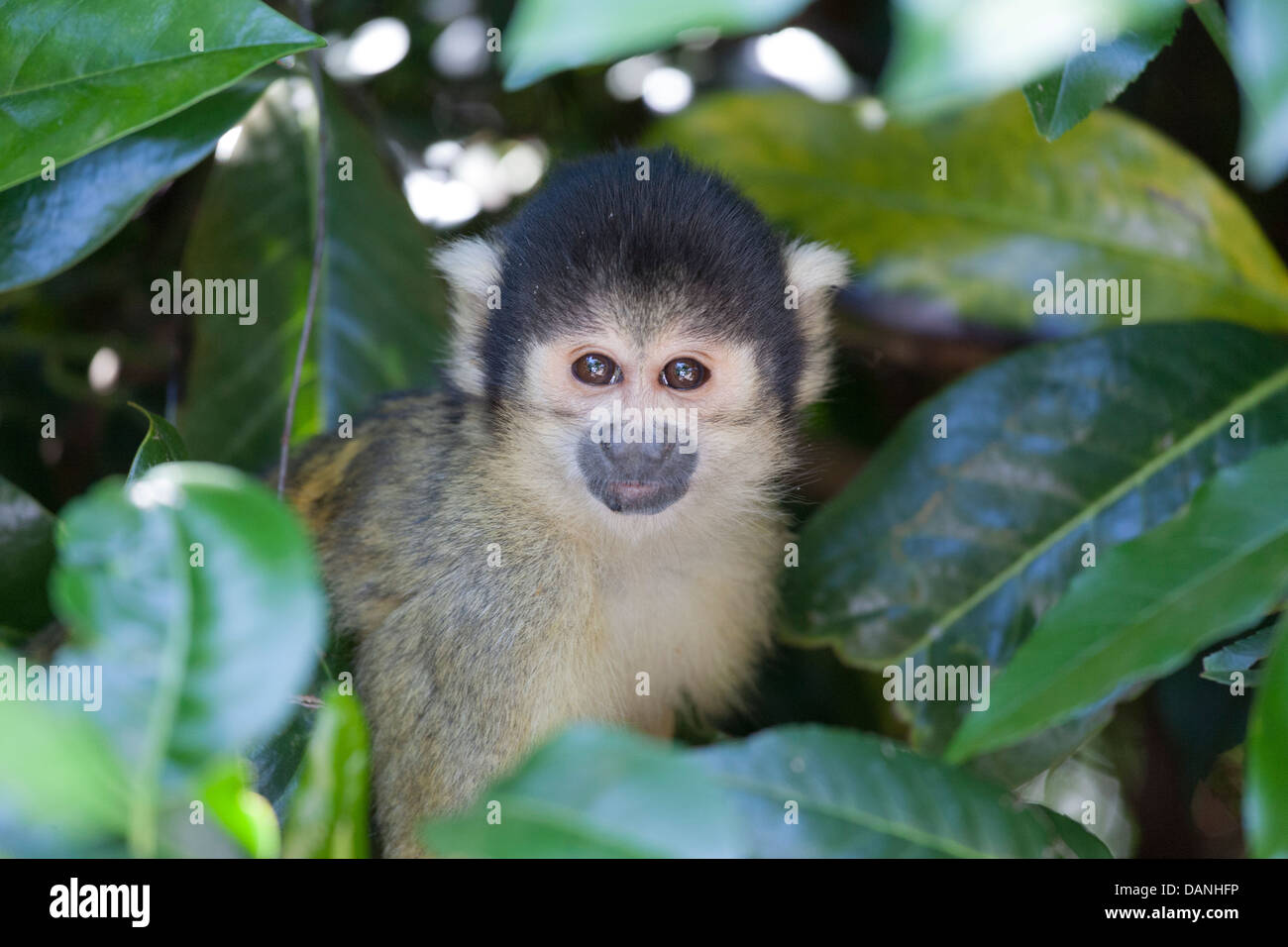 The black-capped squirrel monkey (Saimiri boliviensis) is a South ...