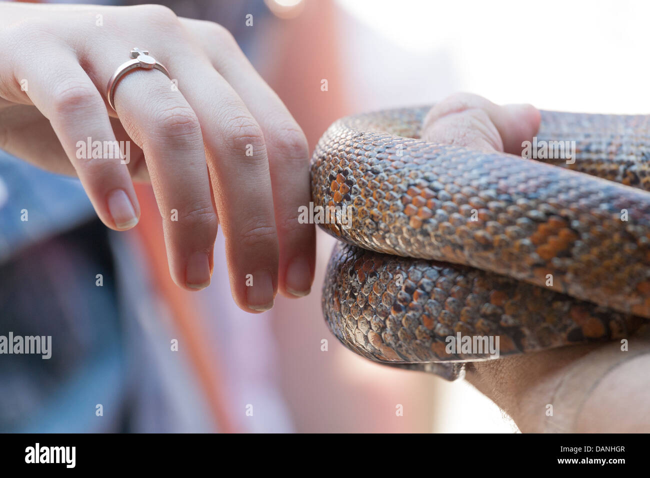 Woman with a snake hi-res stock photography and images - Alamy