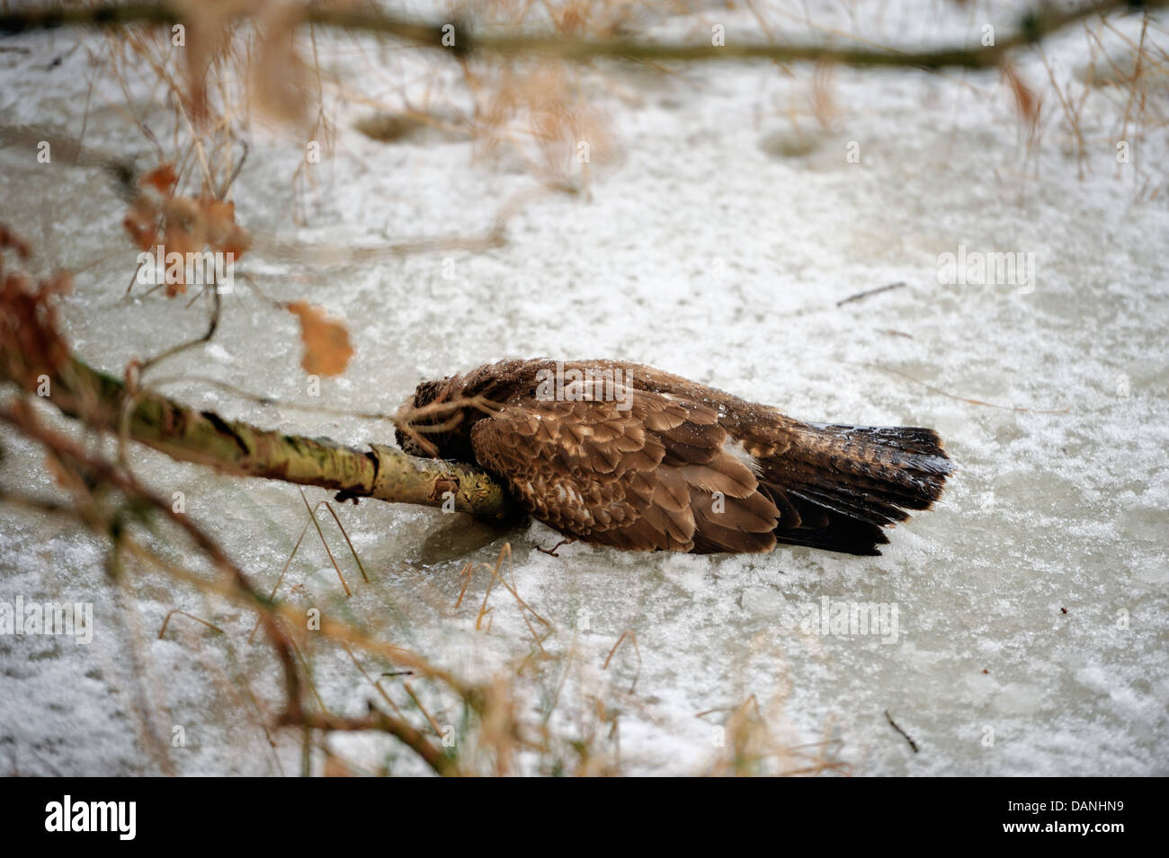 Dead wild bird lies on the cold snow Stock Photo - Alamy
