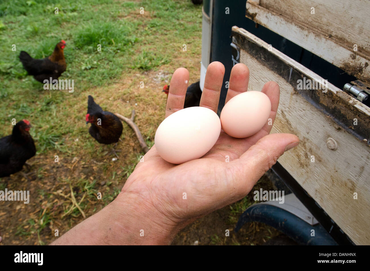 A farmer holds a large organic egg and a large double yoke egg from ...