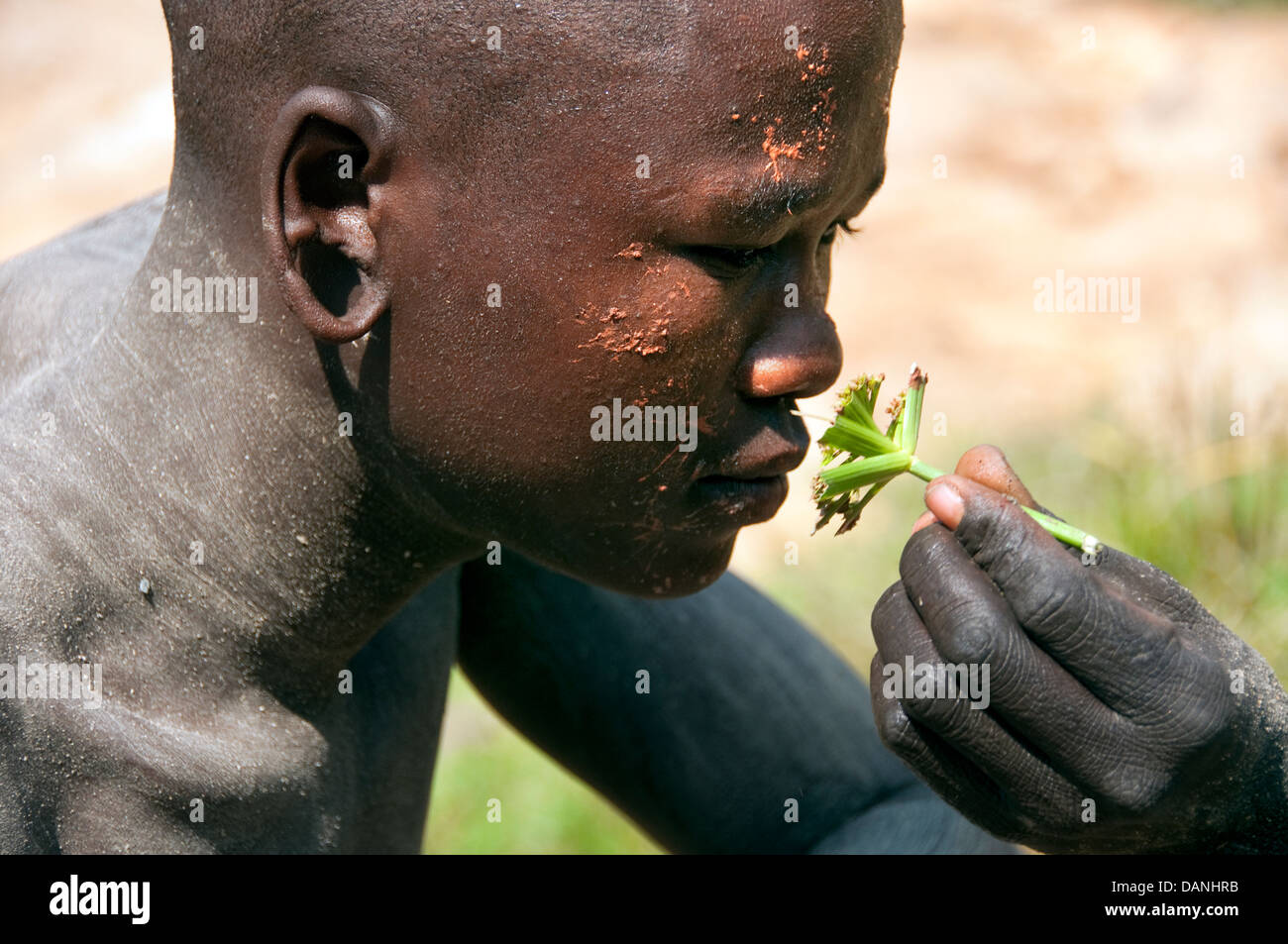 Two Suri (Surma) young men body painting each other with flowers dipped ...