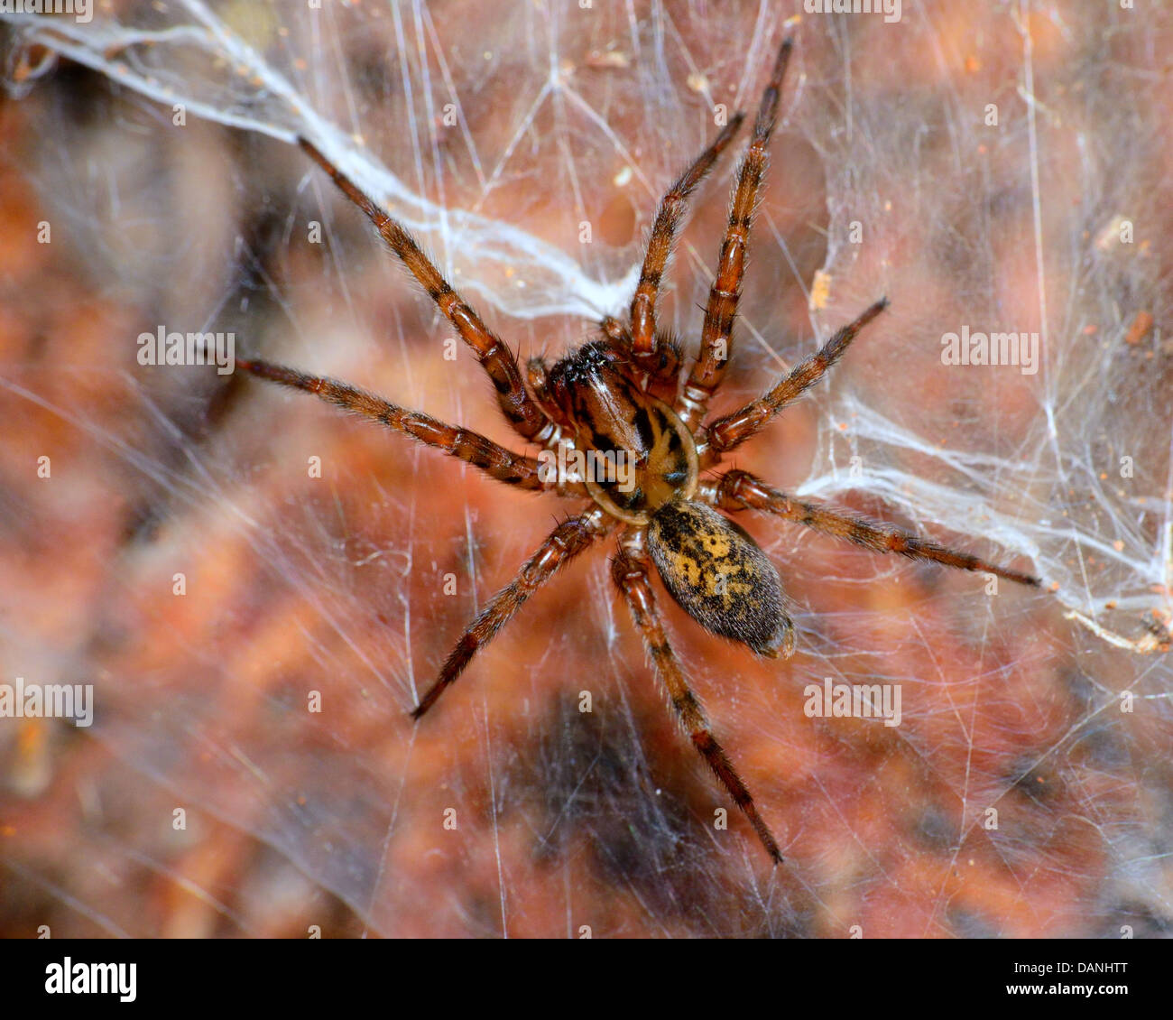 Wolf spider macro hi-res stock photography and images - Alamy