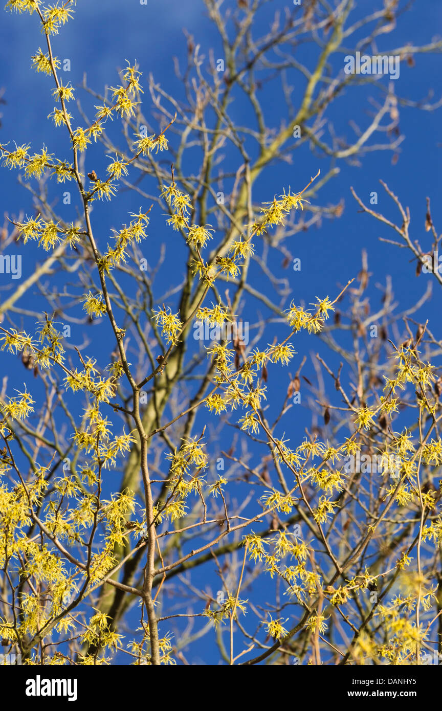 American witch hazel (Hamamelis virginiana Stock Photo - Alamy