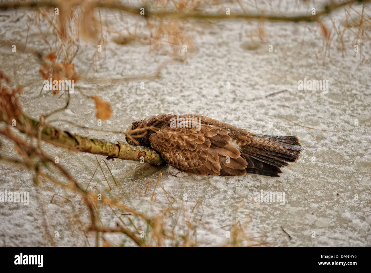Promenade on dead sea hi-res stock photography and images - Alamy