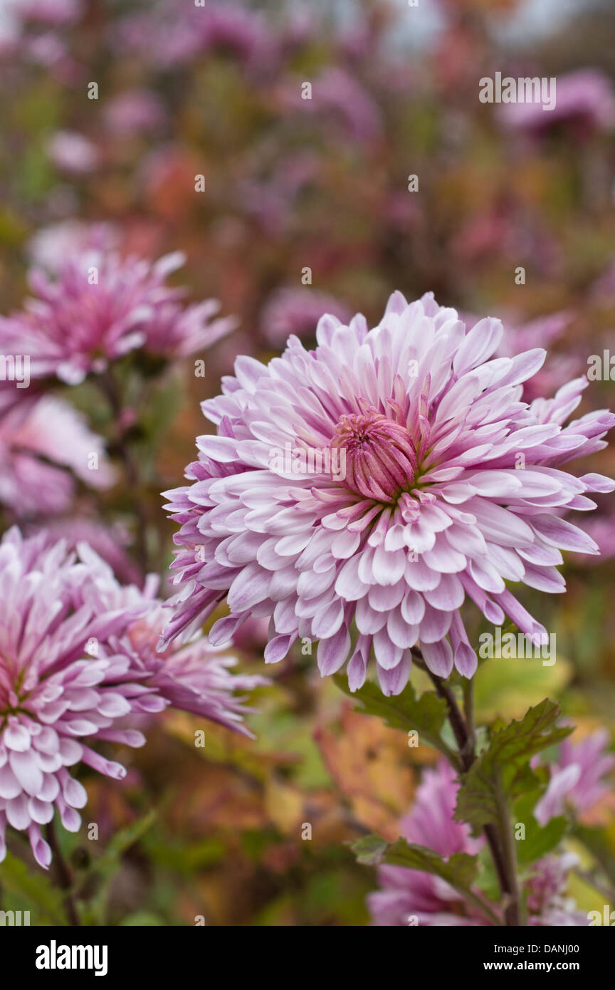 Chrysanthemum Indicum Common Name