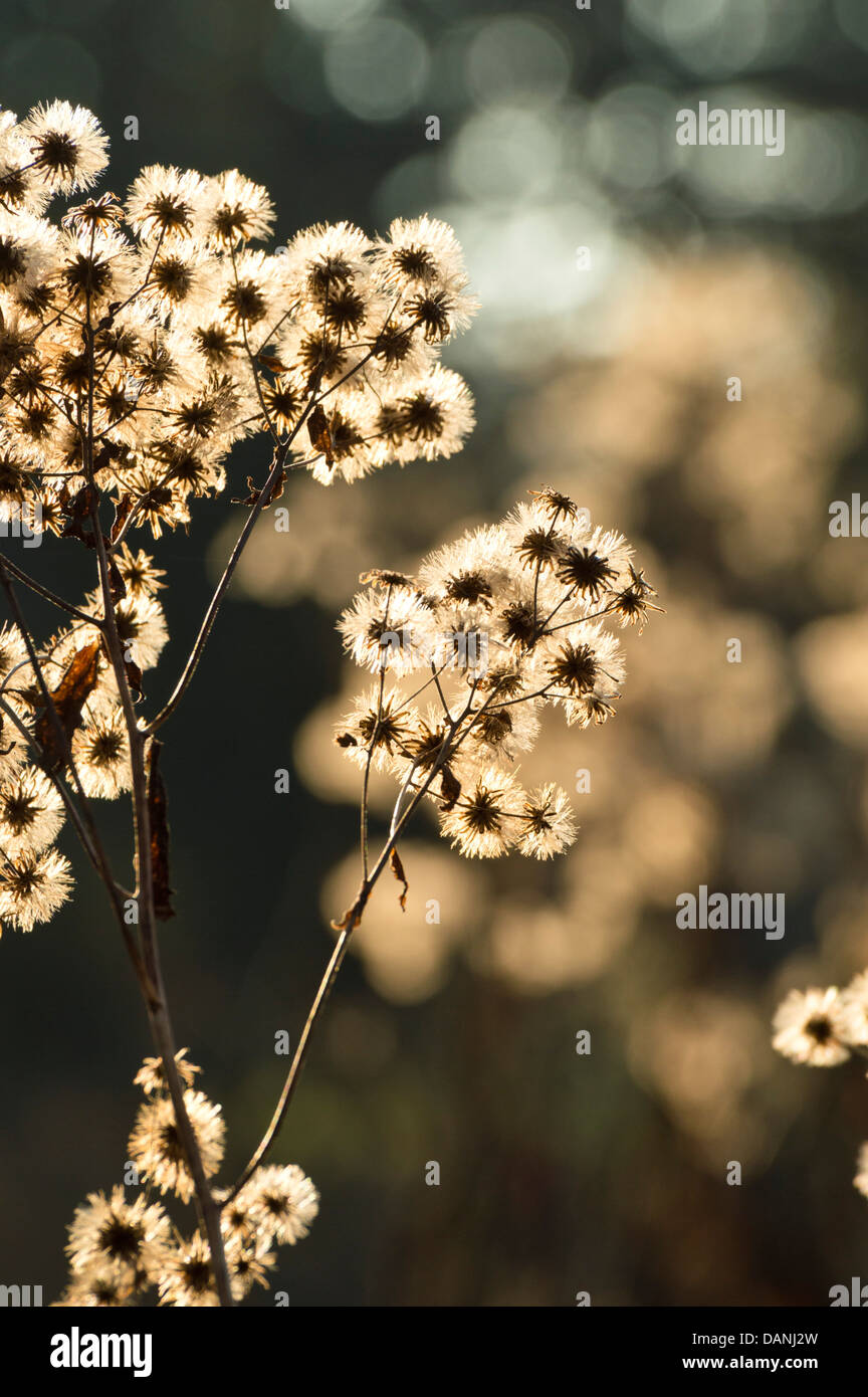 Schreber's aster (Eurybia schreberi Stock Photo - Alamy