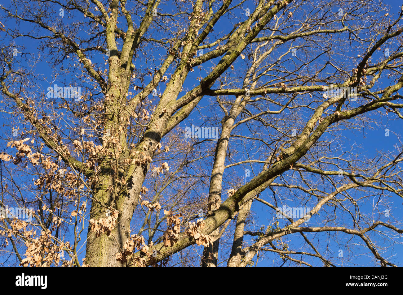 Durmast oak (Quercus petraea Stock Photo - Alamy