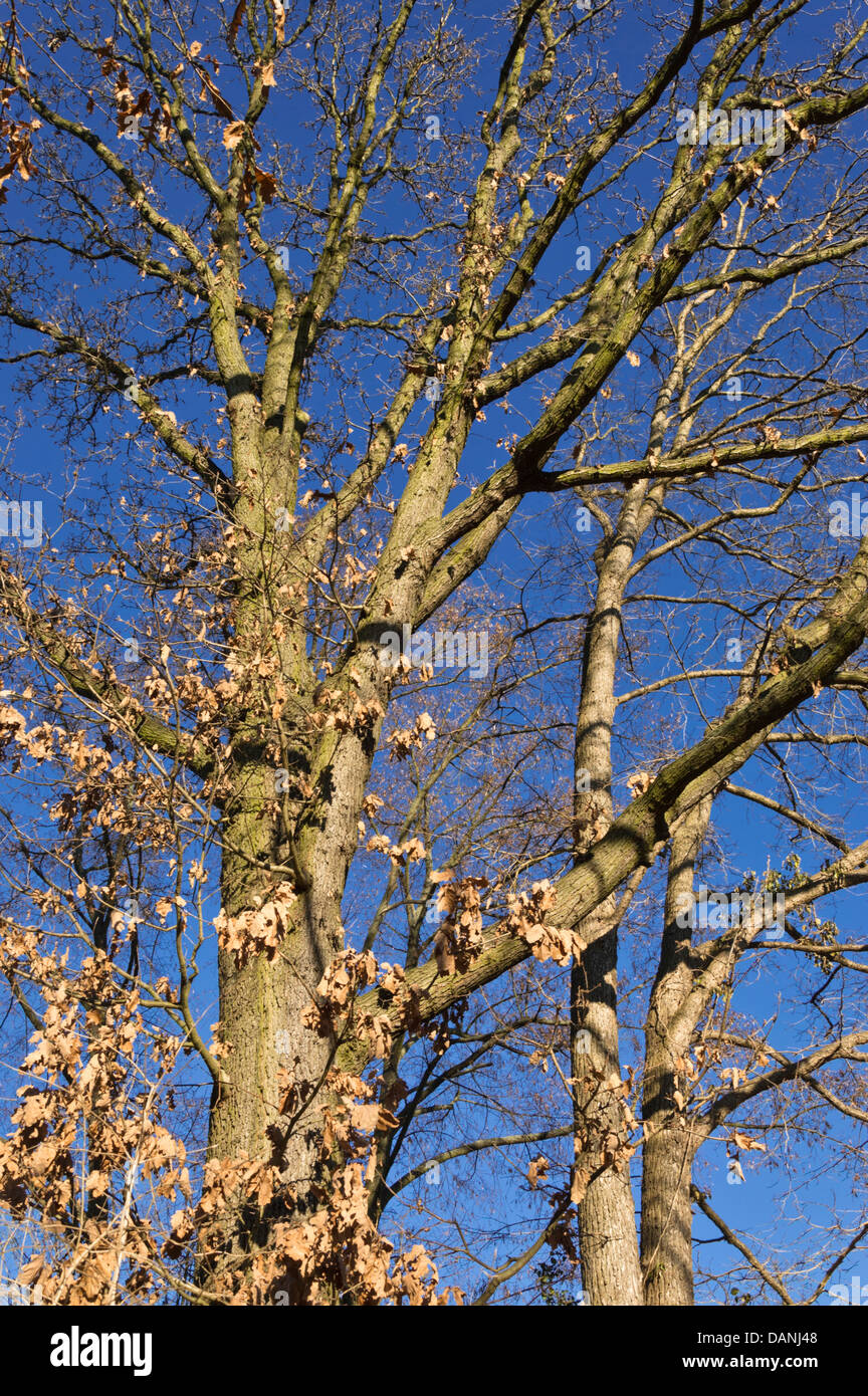 Durmast oak (Quercus petraea Stock Photo - Alamy