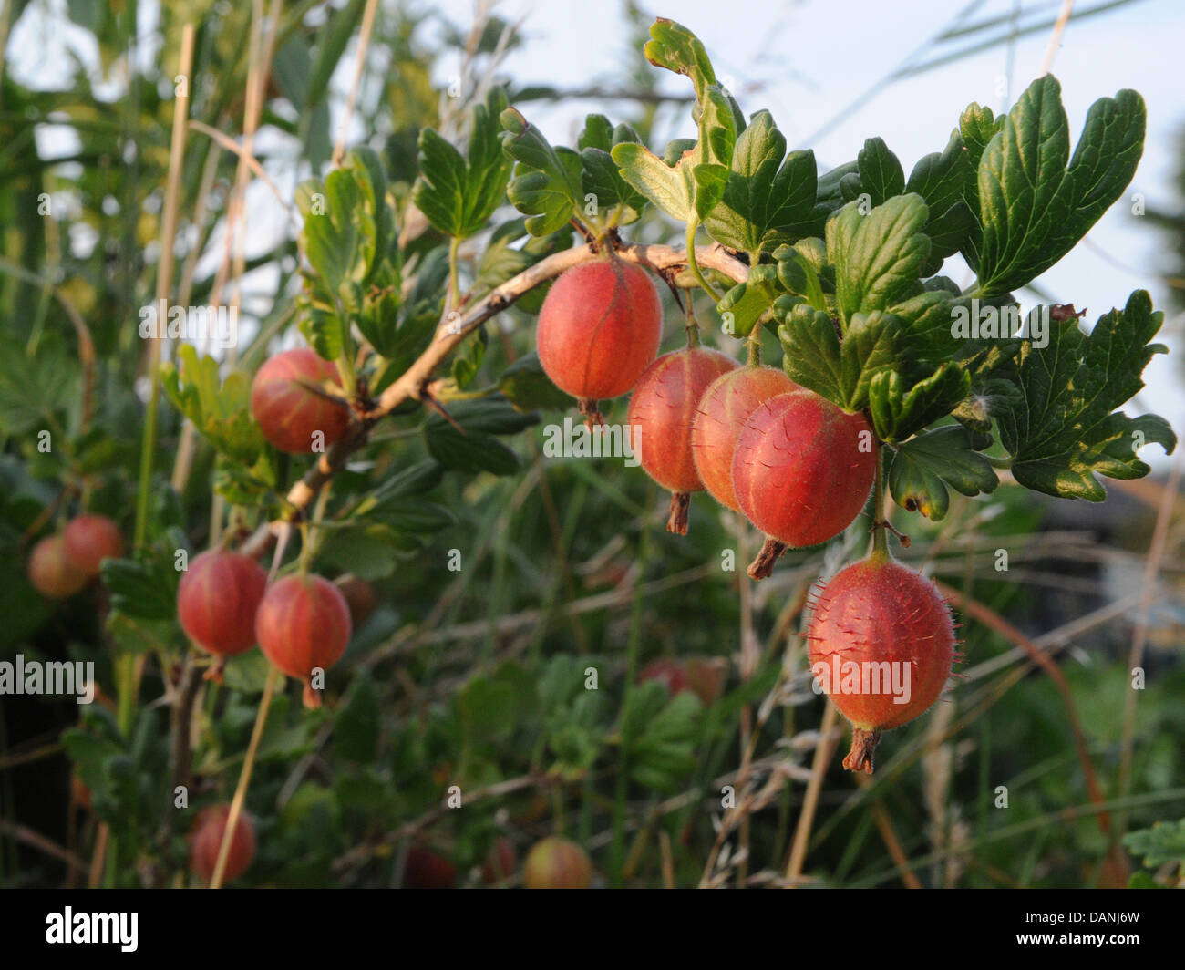 Dessert gooseberry hi-res stock photography and images - Alamy