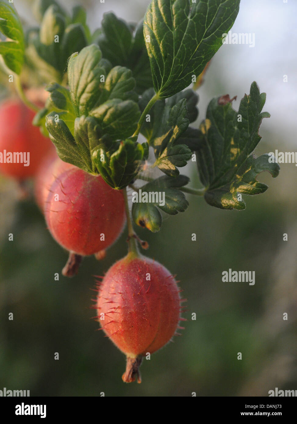 Spiky spikey red fruit hi-res stock photography and images - Alamy