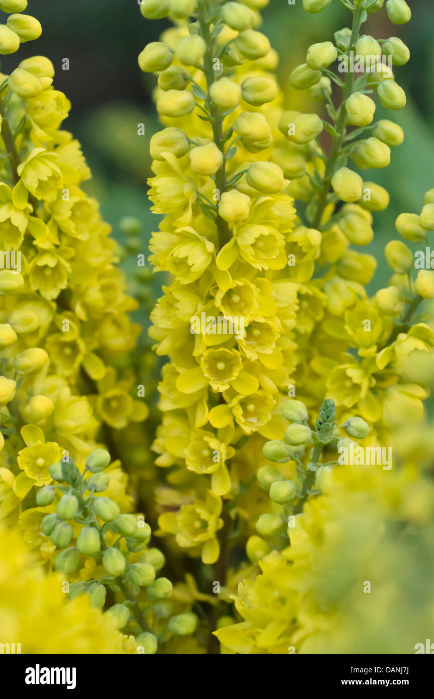 Japanese mahonia (Mahonia japonica Stock Photo - Alamy