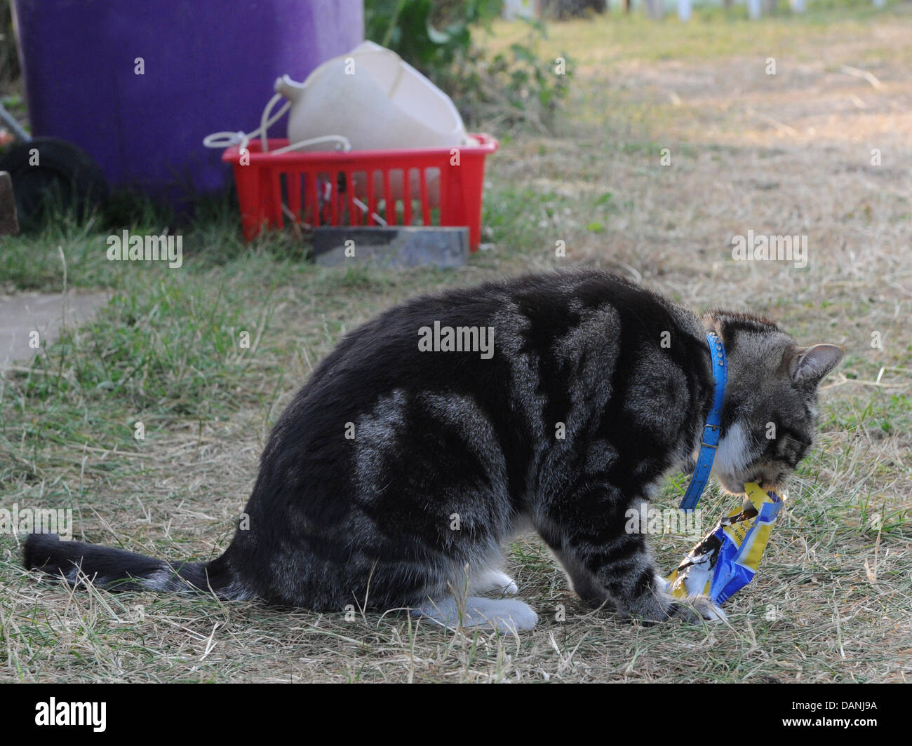A hungry abandoned cat stealing food Stock Photo - Alamy