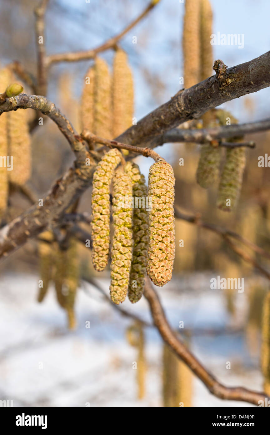 Common hazel (Corylus avellana Stock Photo - Alamy