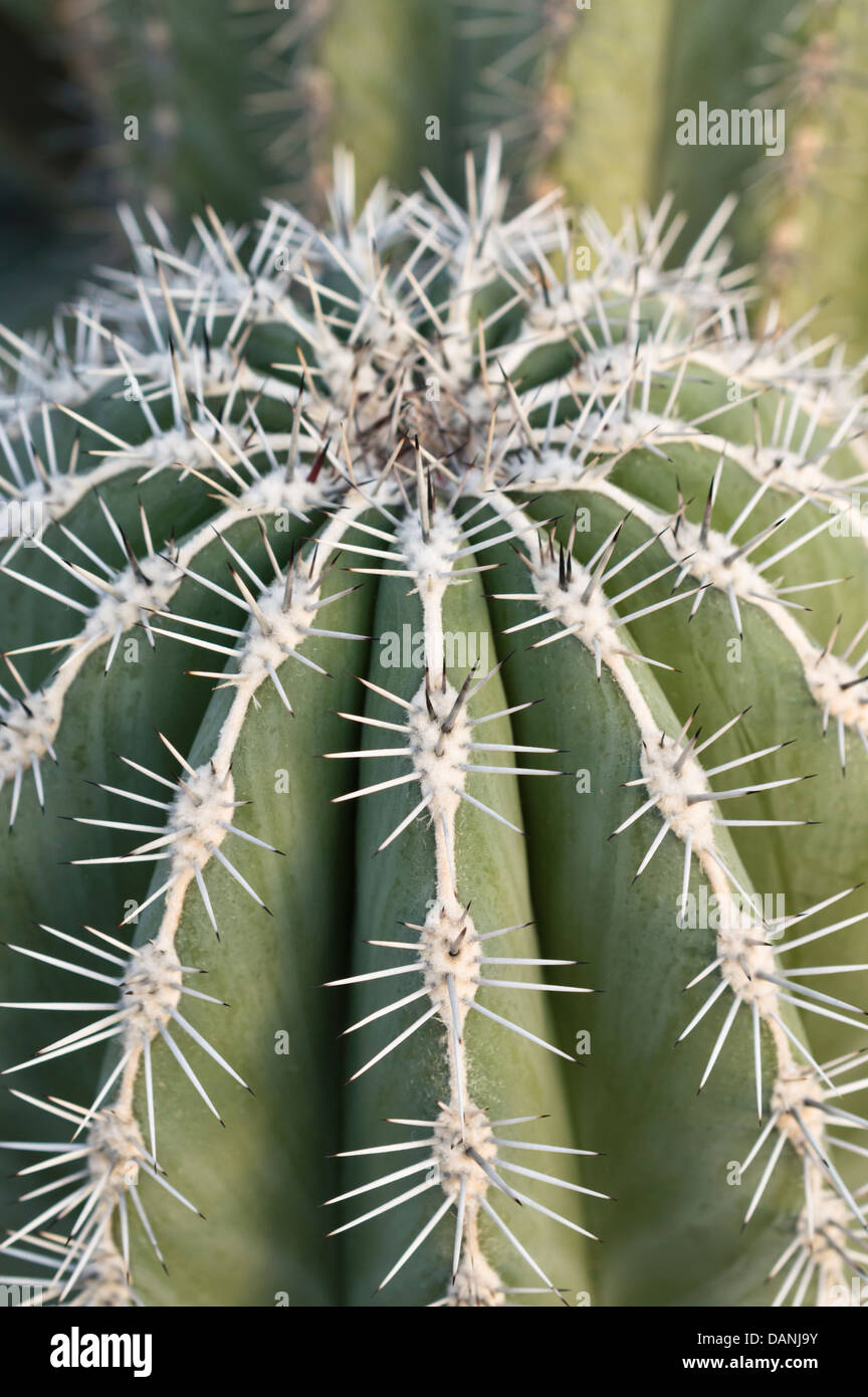 Mexican giant cardon cactus hi-res stock photography and images - Alamy