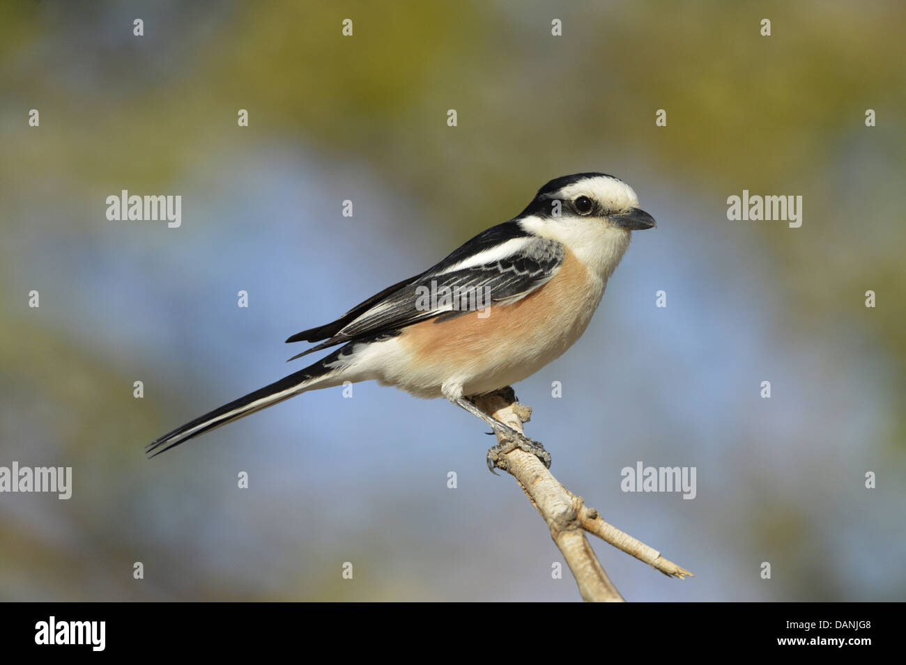 Masked Shrike, male - Lanius nubicus Stock Photo - Alamy