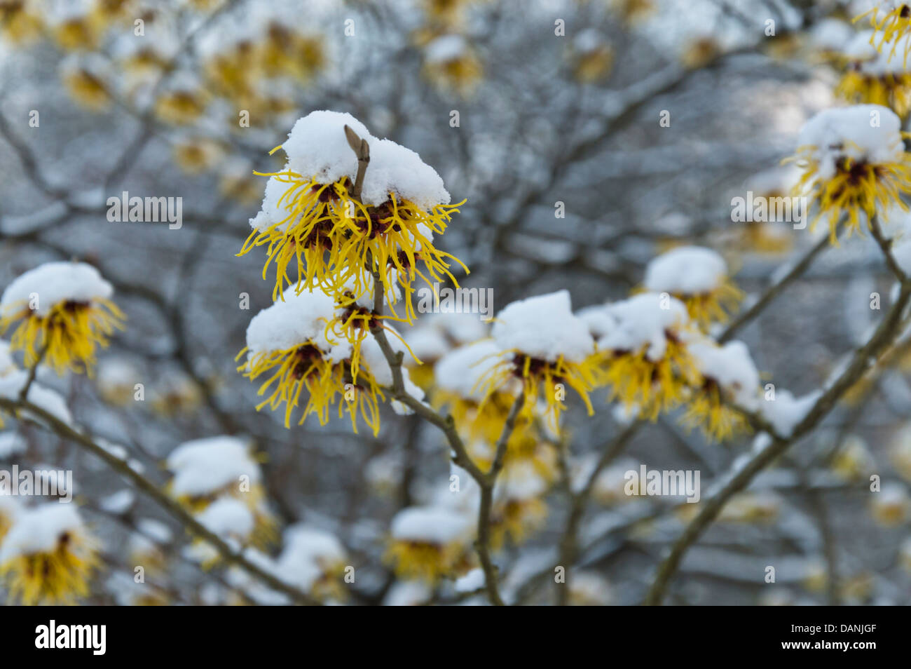 Chinese winter hazel hi-res stock photography and images - Alamy