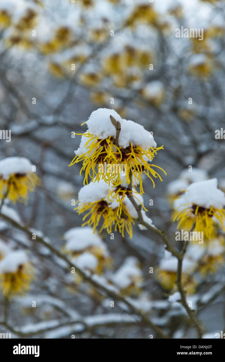 Chinese witch hazel winter hazel hi-res stock photography and images ...