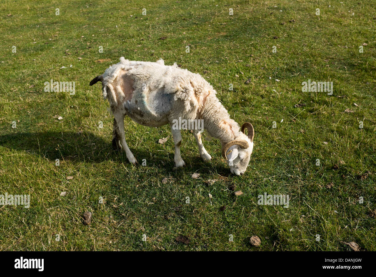Shorn sheep hi-res stock photography and images - Alamy