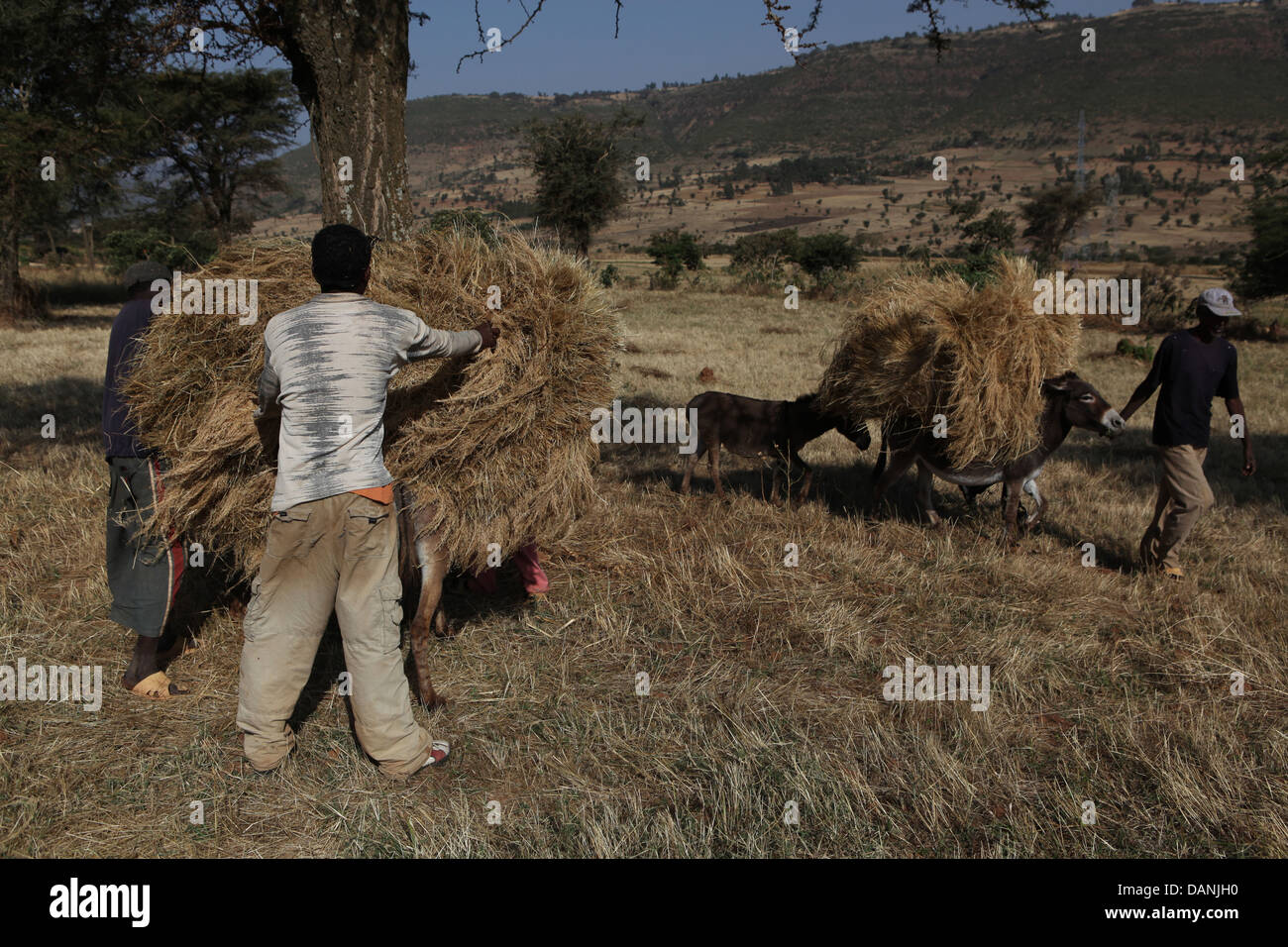 Ethiopia Agriculture High Resolution Stock Photography and Images - Alamy
