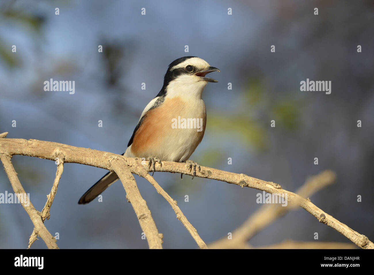 Male masked shrike hi-res stock photography and images - Alamy