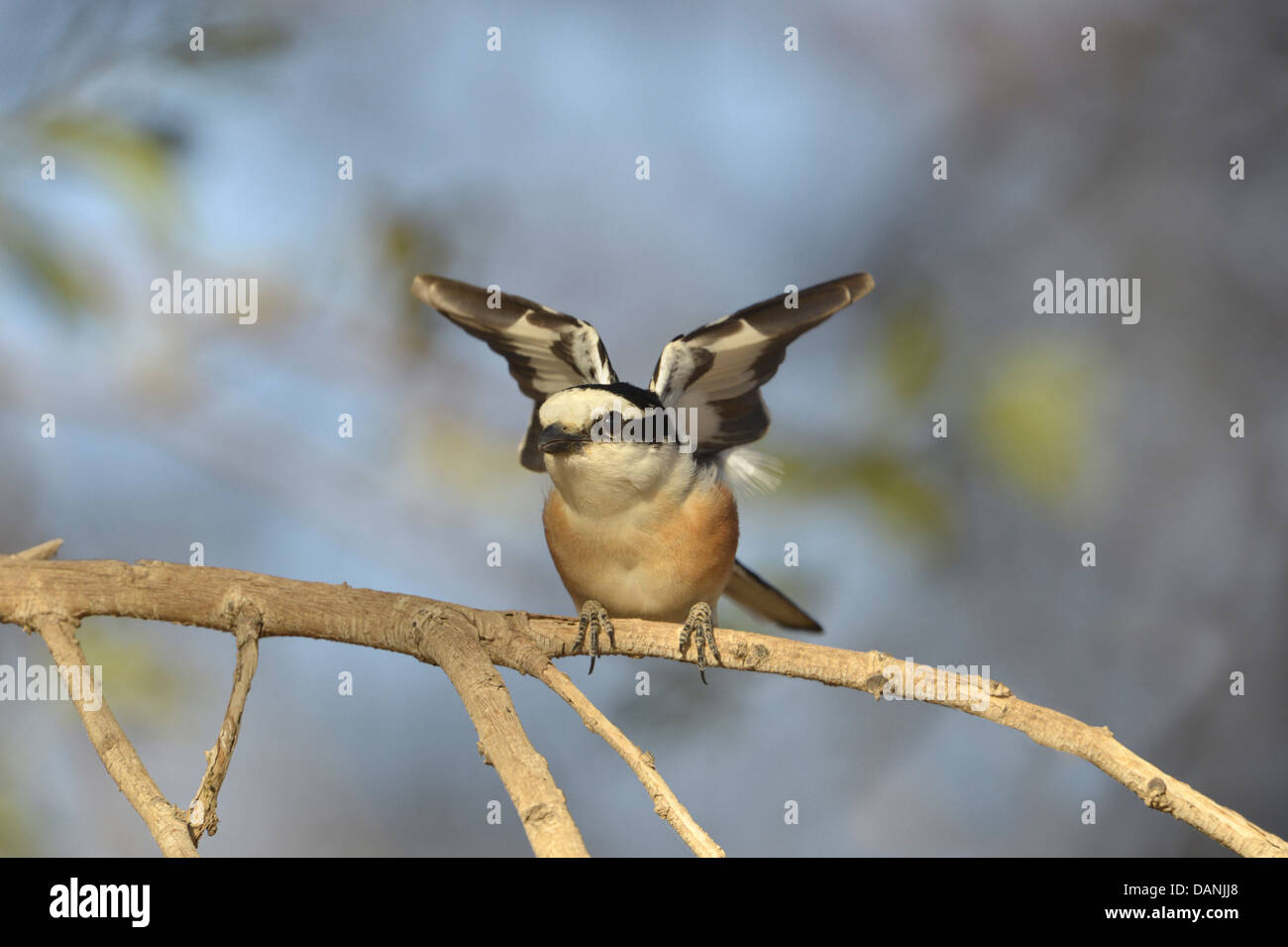 Masked Shrike, male - Lanius nubicus Stock Photo - Alamy
