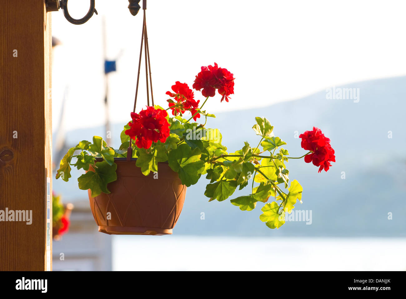 flower pot dangling from the roof Stock Photo - Alamy