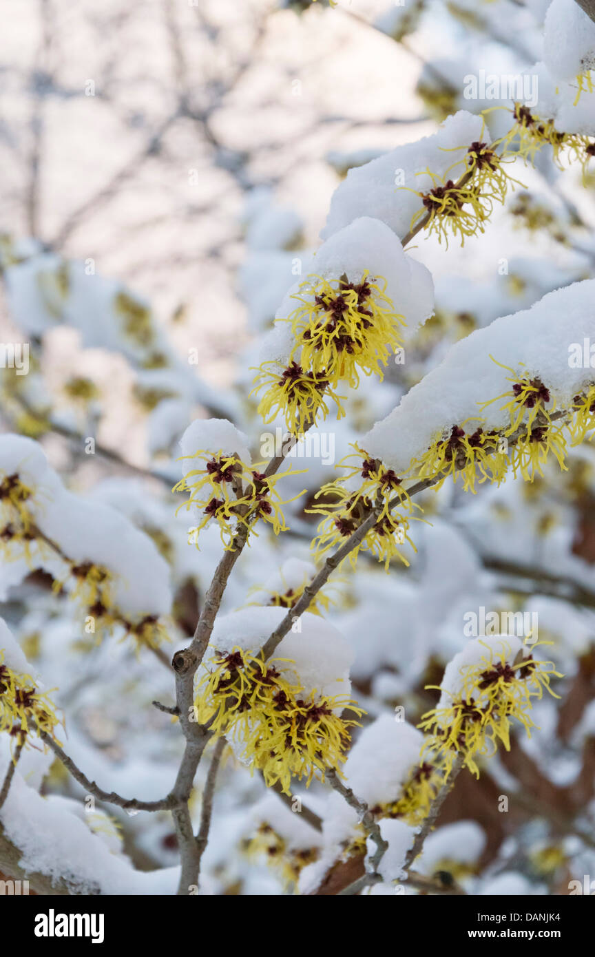 Hamamelis japonica hi-res stock photography and images - Alamy