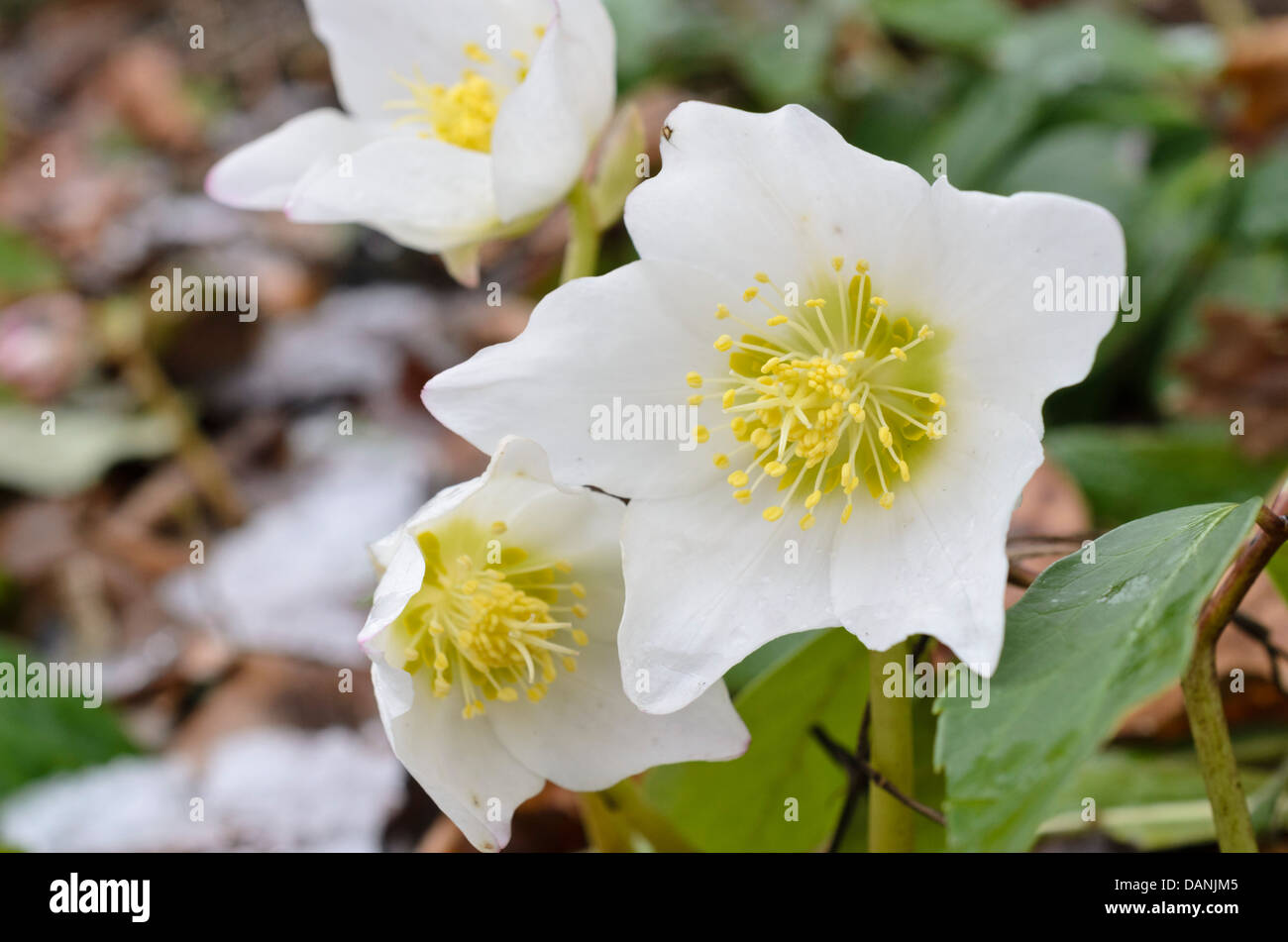 Christmas rose hi-res stock photography and images - Alamy