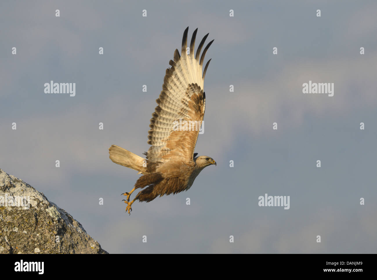 Long-legged Buzzard - Buteo rufinus Stock Photo - Alamy