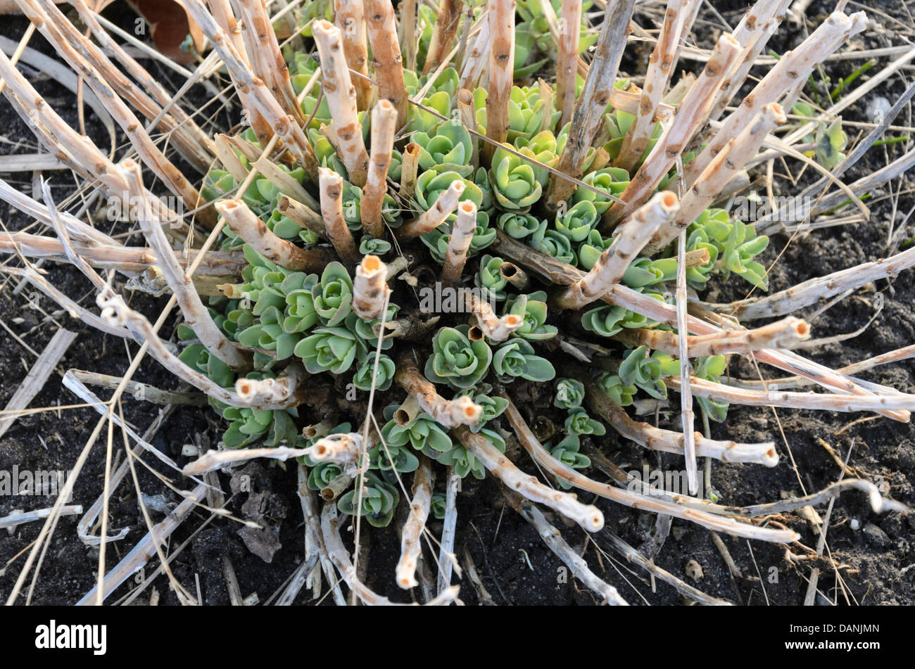 Orpine (Sedum telephium 'Herbstfreude' syn. Hylotelephium telephium ...