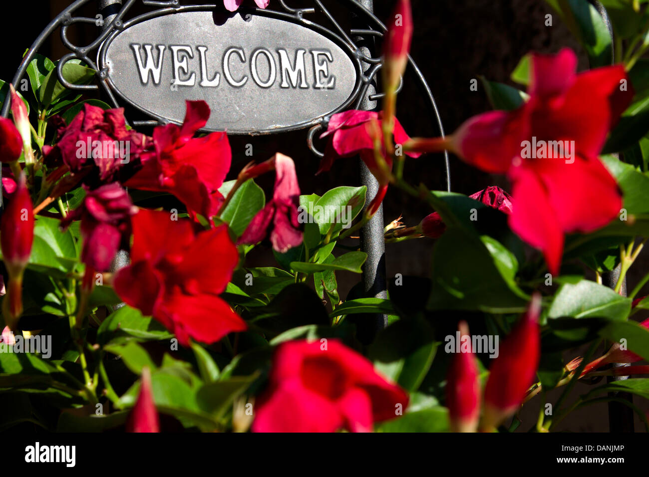 Welcome flowers hi-res stock photography and images - Alamy