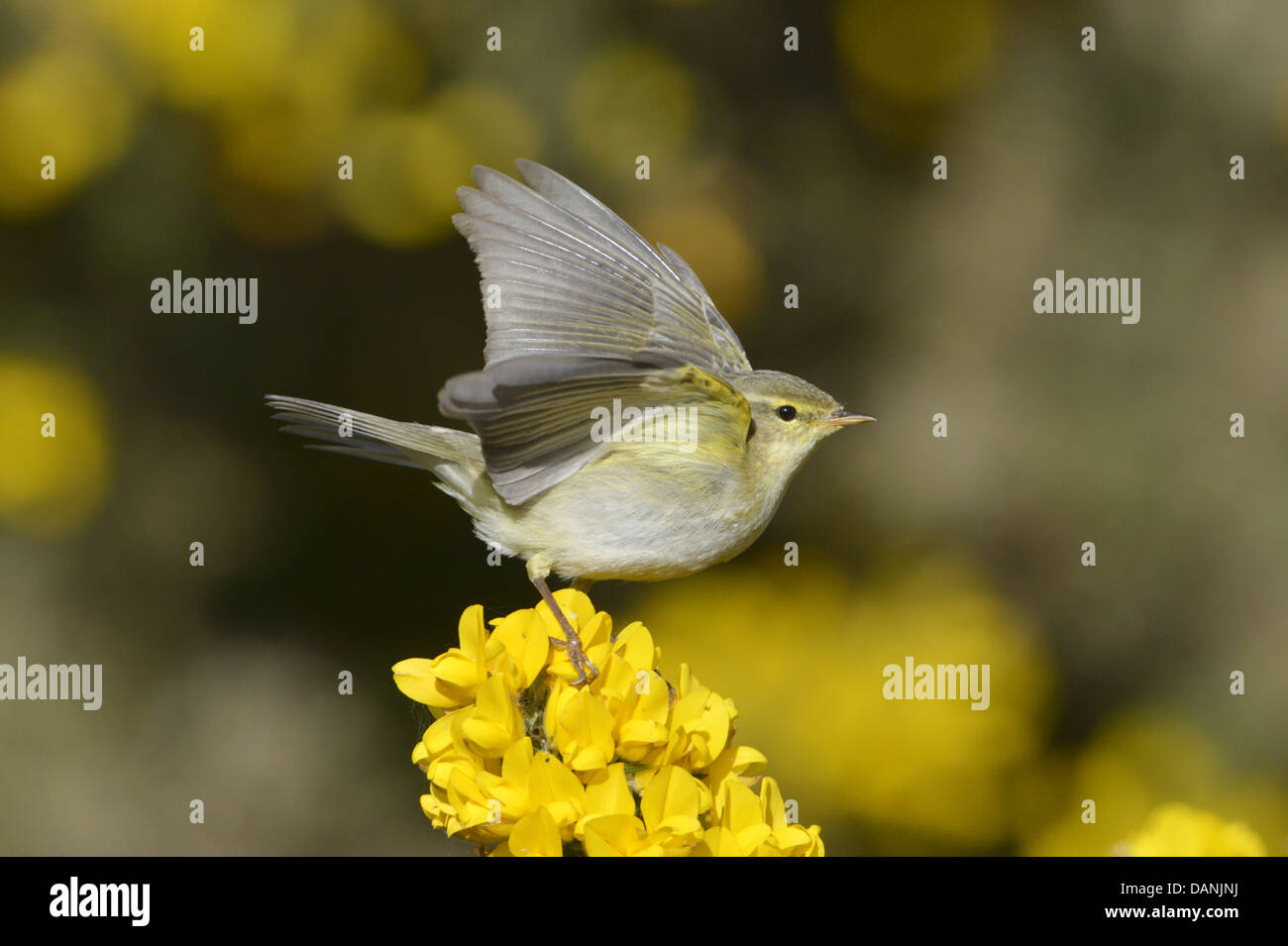 Willow Warbler Phylloscopus trochilus Stock Photo - Alamy
