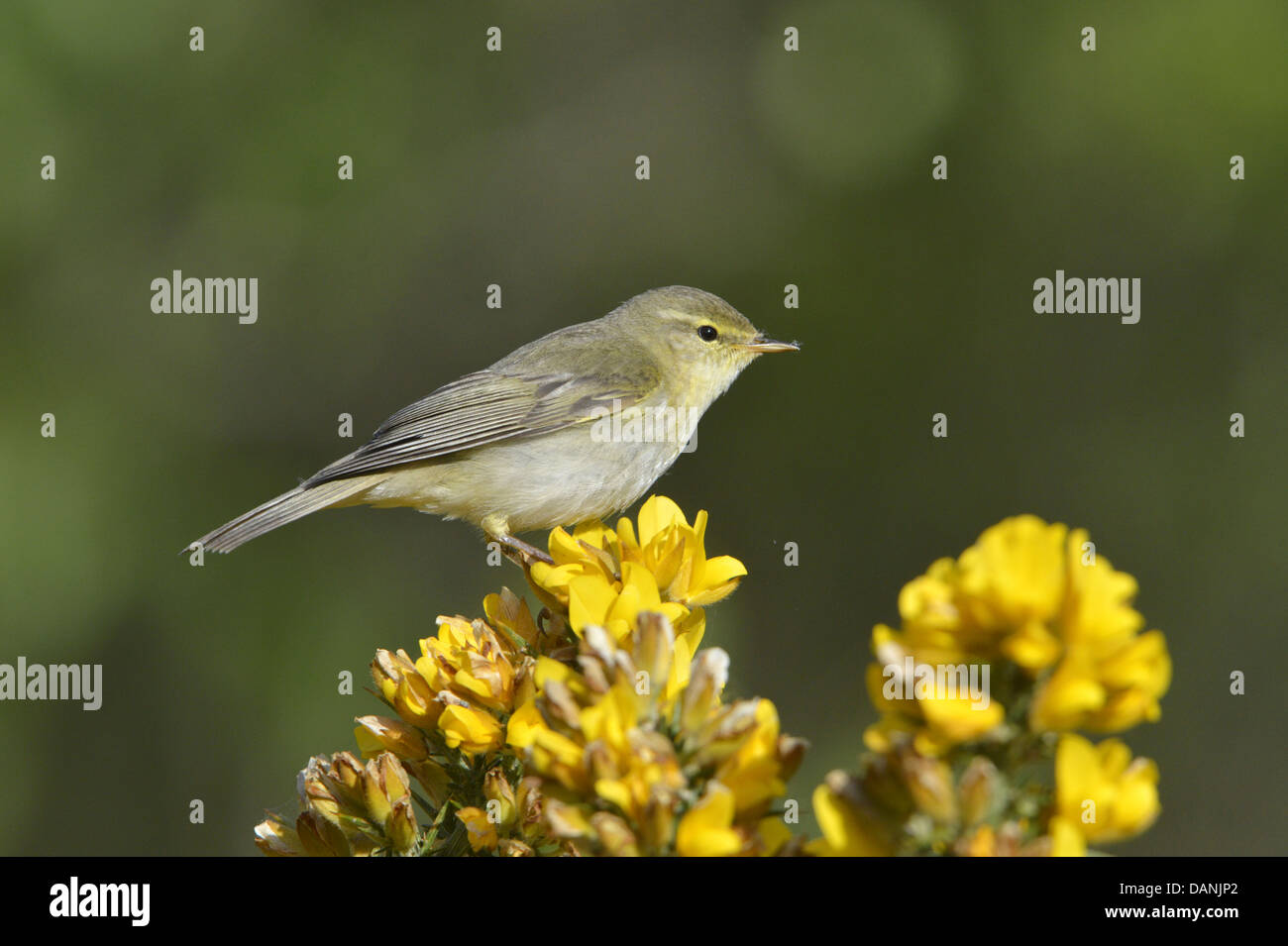 Wood warblers hi-res stock photography and images - Alamy