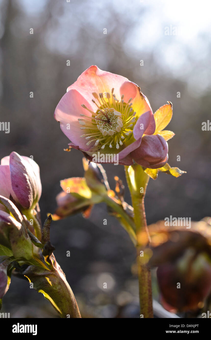 Lenten rose hi-res stock photography and images - Alamy