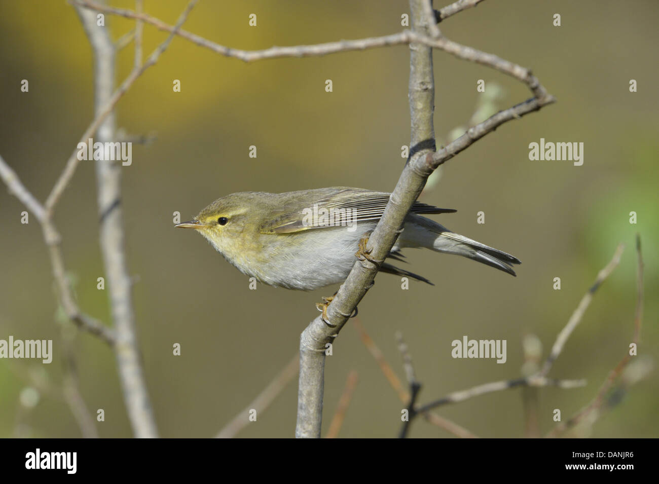 Wood warblers hi-res stock photography and images - Alamy