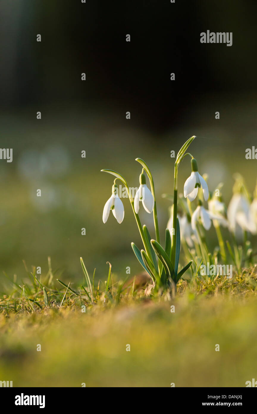 Common snowdrop (Galanthus nivalis Stock Photo - Alamy