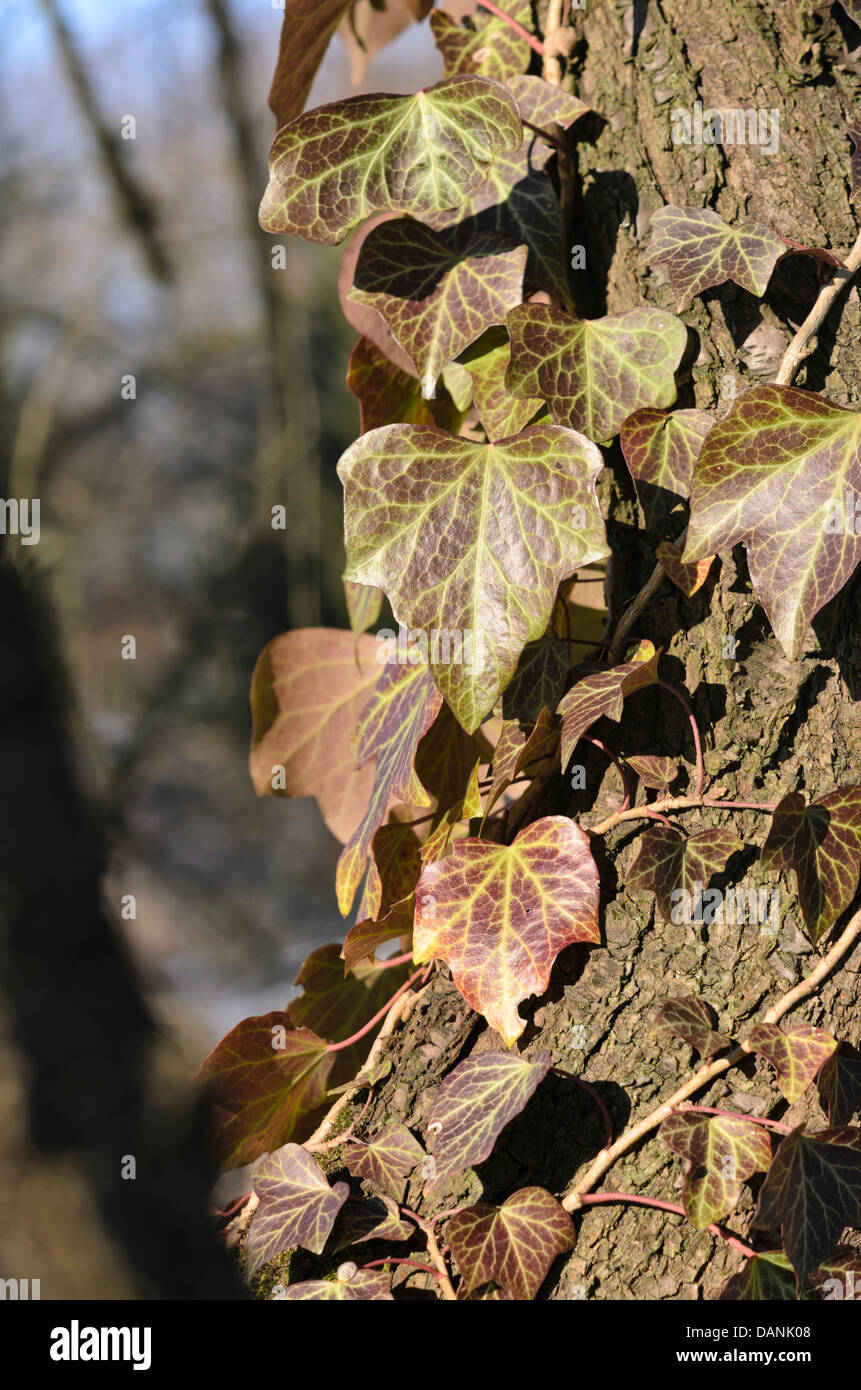 Common ivy (Hedera helix Stock Photo - Alamy