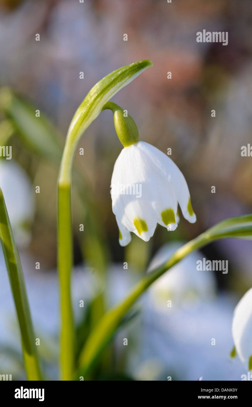 Spring snowflake (Leucojum vernum Stock Photo - Alamy