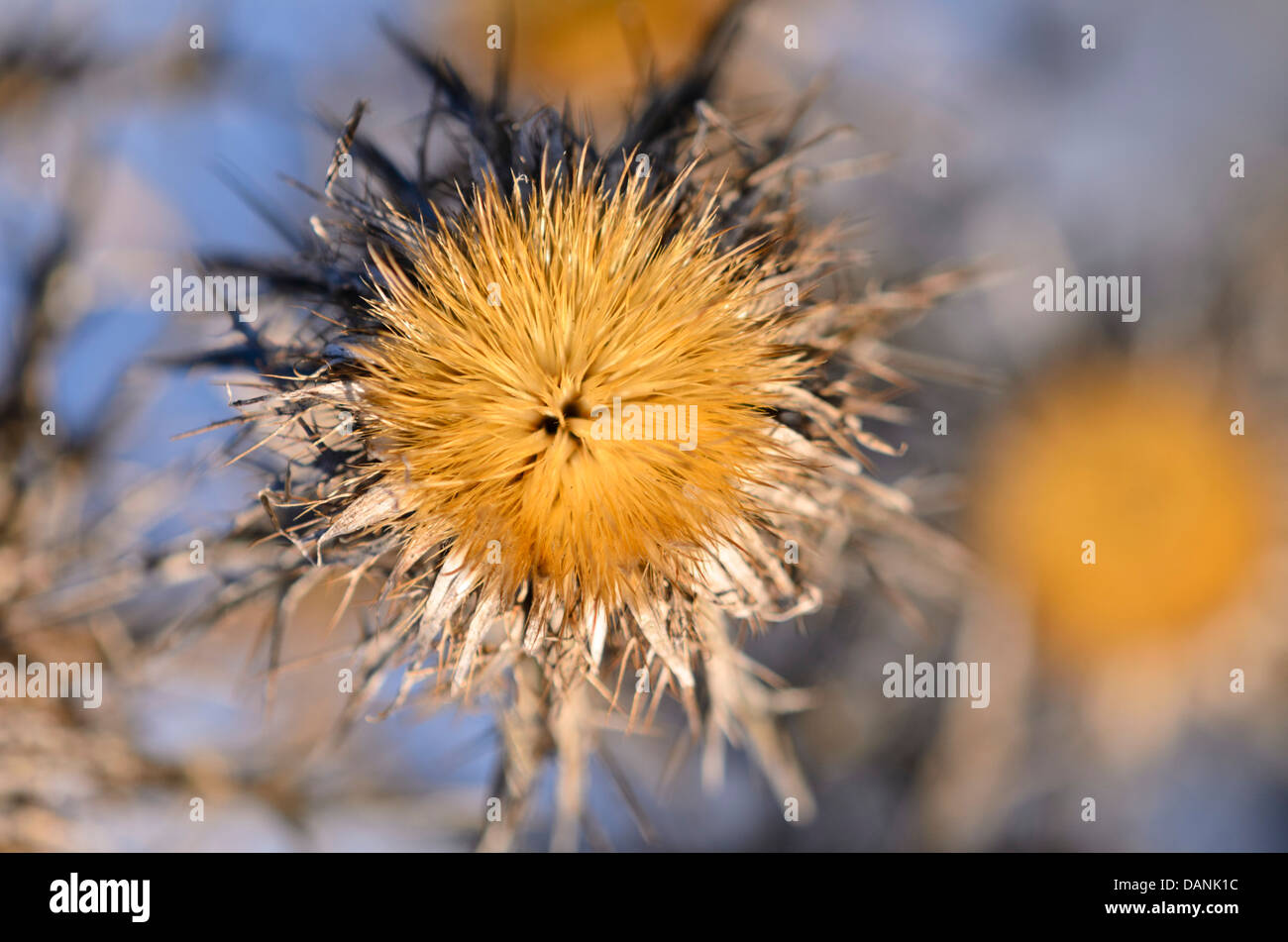 Common carline hi-res stock photography and images - Alamy